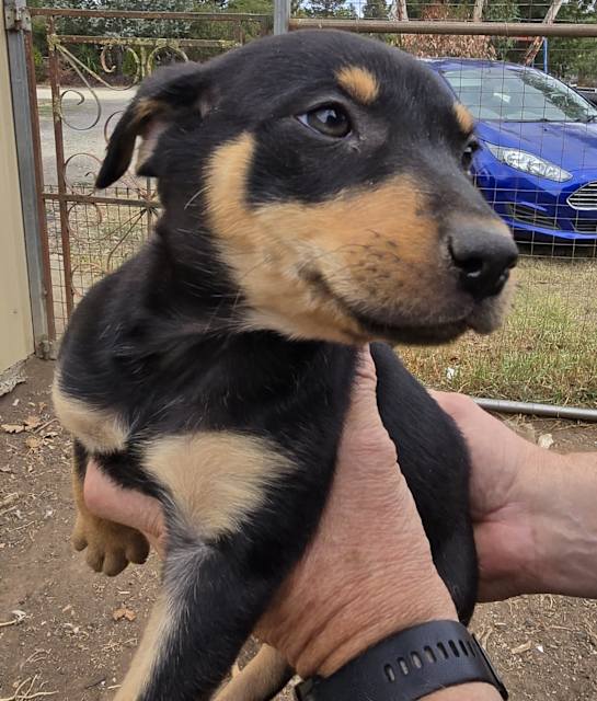 purebred kelpie puppies | Dogs & Puppies | Gumtree Australia Golden ...