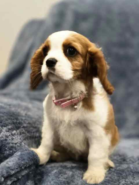 Pure-Bred Cavalier K Spaniels 2 female left ready to go | Dogs ...