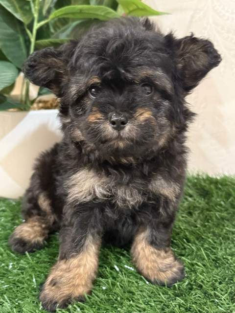 Exquisite Toy Pomapoo puppies last female pup | Dogs & Puppies ...