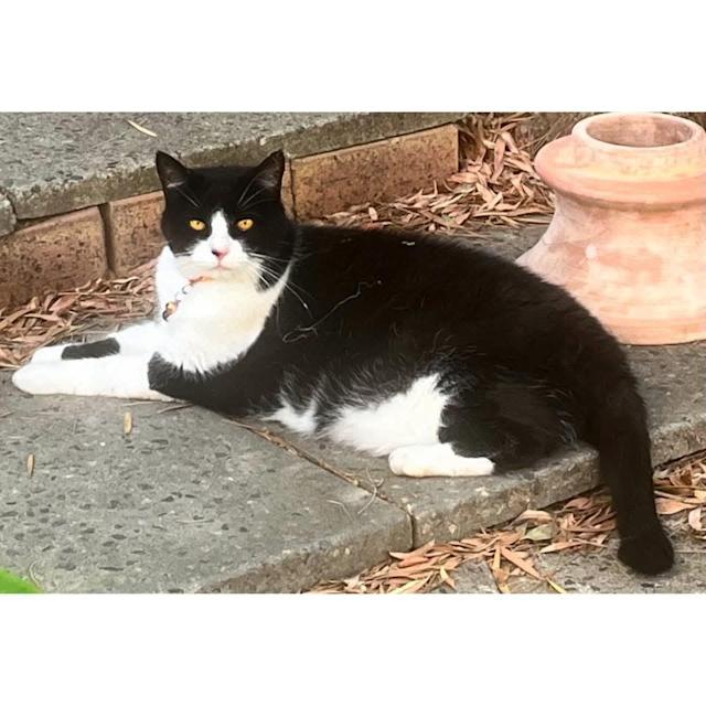 12141 : Lizzie - CAT for ADOPTION - Vet Work Included | Cats & Kittens ...