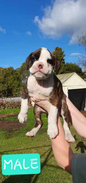 Pure boxer puppies, 1 female, 3 male | Dogs & Puppies | Gumtree ...