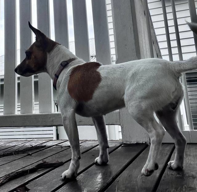 Mini Foxie | Dogs & Puppies | Gumtree Australia Brisbane South East ...