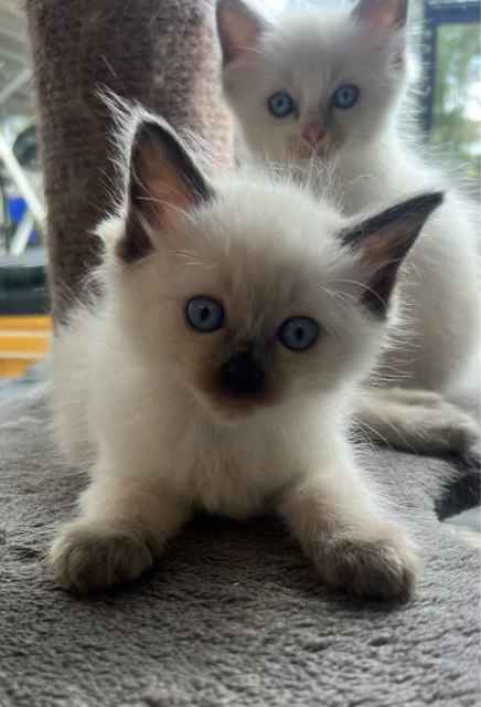 Beautiful Ragdoll kittens | Cats & Kittens | Gumtree Australia Gold ...