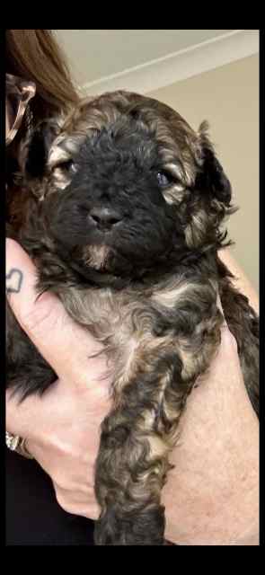 Shmoodle Puppies | Dogs & Puppies | Gumtree Australia Gold Coast North ...