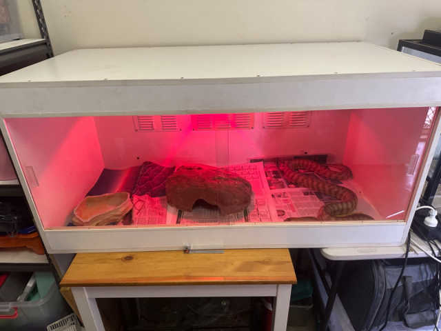 Woma Python with enclosure | Reptiles & Amphibians | Gumtree Australia ...