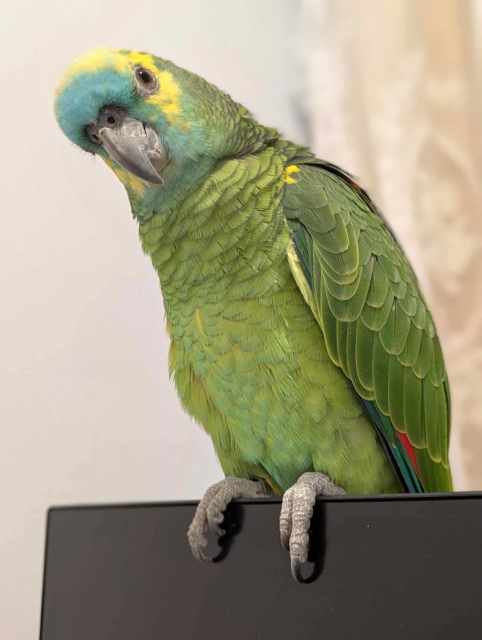 Hand Raised Female Amazon Parrot Pet Bird - 2yrs old | Birds | Gumtree ...