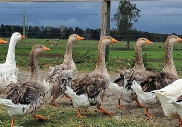 peking ducks very tame, frizzle geese less tame | Livestock | Gumtree ...