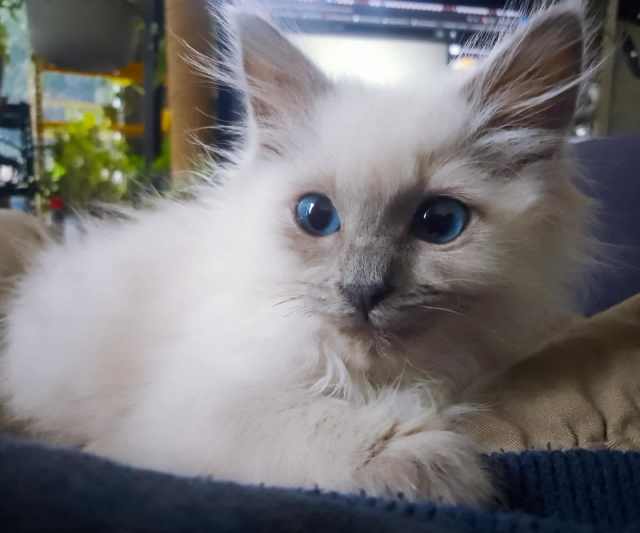 Beautiful Baby Ragdoll Kitten, Blue Point Pure Breed. Can Deliver ...