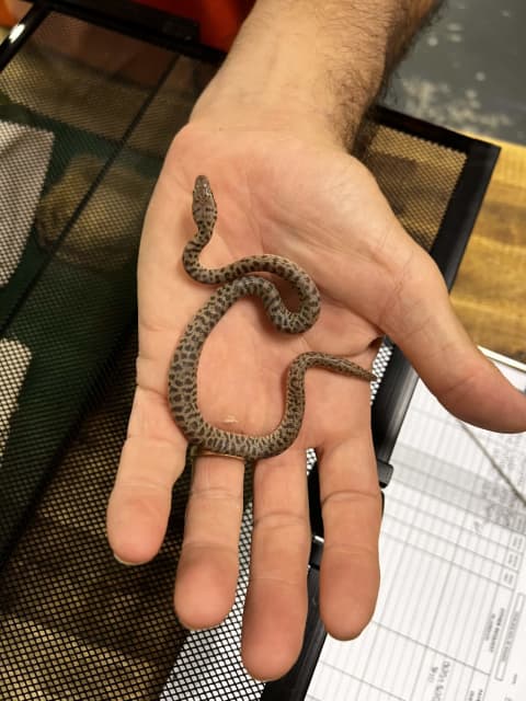LIVE BABY CHILDRENS PYTHON | Reptiles & Amphibians | Gumtree Australia ...