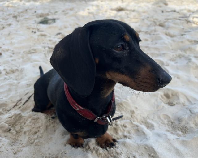 Beautiful Mini Dachshund Girl - “Rosie” | Dogs & Puppies | Gumtree ...