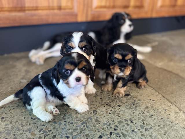 Pure King Charles Cavalier Puppies | Dogs & Puppies | Gumtree Australia ...