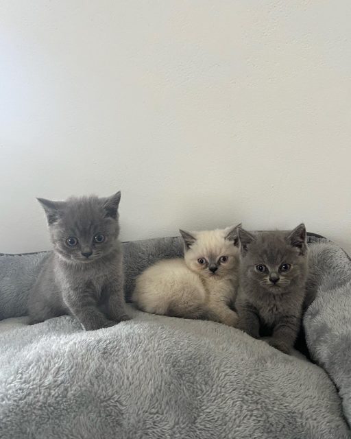 British Shorthair Kittens | Cats & Kittens | Gumtree Australia ...