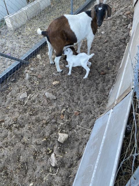 Bore goats for sale | Livestock | Gumtree Australia Wanneroo Area ...