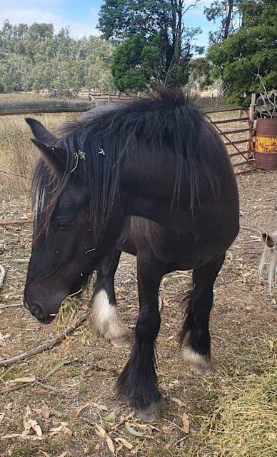 Gypsy Cob gelding, 2yo | Horses & Ponies | Gumtree Australia West Tamar ...