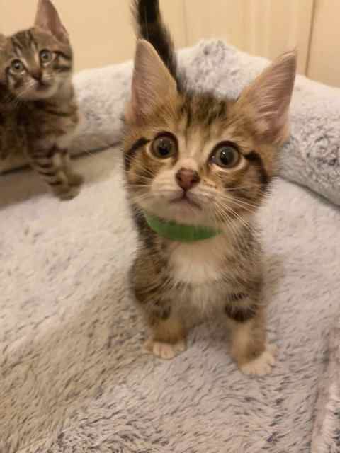 Bluey rescue kitten SK6524 vetwork included! | Cats & Kittens | Gumtree ...