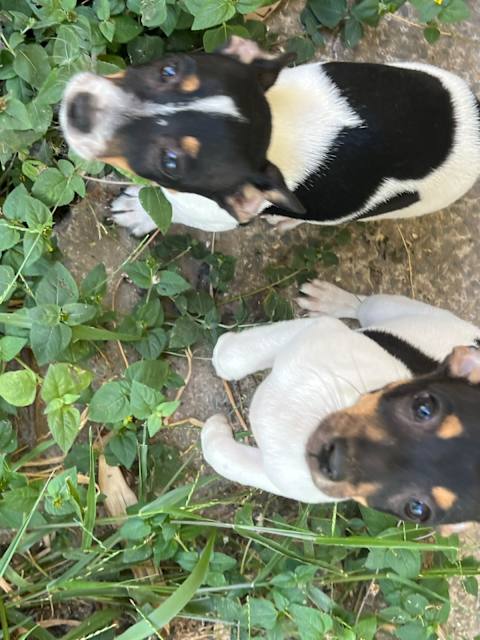 Mini Foxie Pup last one | Dogs & Puppies | Gumtree Australia Brisbane ...