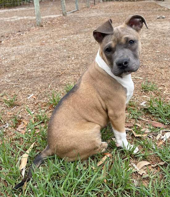 American Staffy Fawn Tri | Dogs & Puppies | Gumtree Australia ...