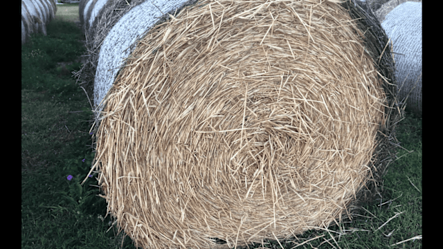 Barley Hay $75 round bale - Miscellaneous Goods in Toowoomba QLD ...