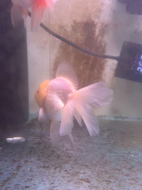 Large oranda goldfish 10-13cm | Fish | Gumtree Australia Brisbane South ...