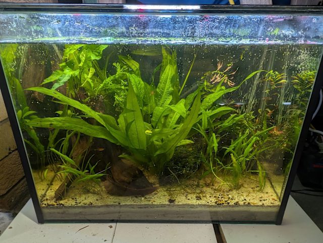 Fully Set Up 2ft Fish Tank – Live Plants, Tetras & Shrimp Included ...