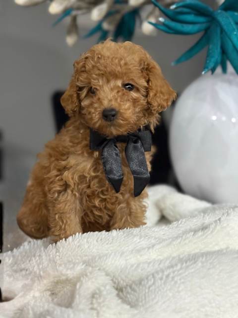 Ruby boys Toy Cavoodle Puppies | Dogs & Puppies | Gumtree Australia ...