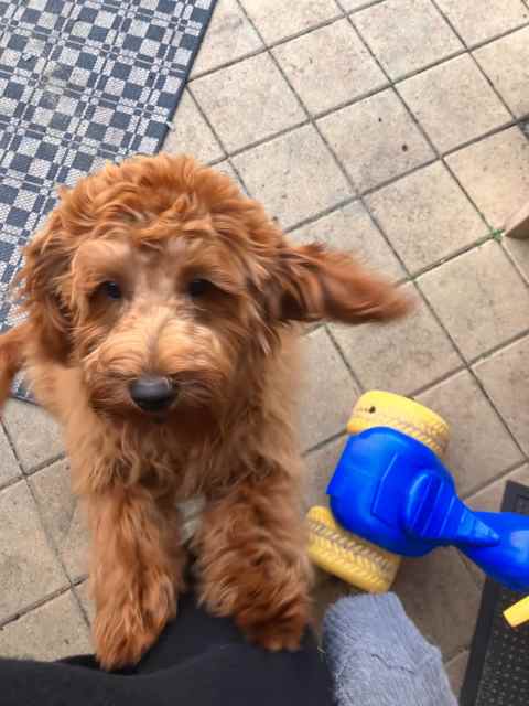 10 month red cavoodle | Dogs & Puppies | Gumtree Australia Stirling ...