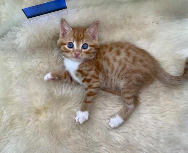 STUNNING TIGER STRIPED GINGER KITTEN | Cats & Kittens | Gumtree ...