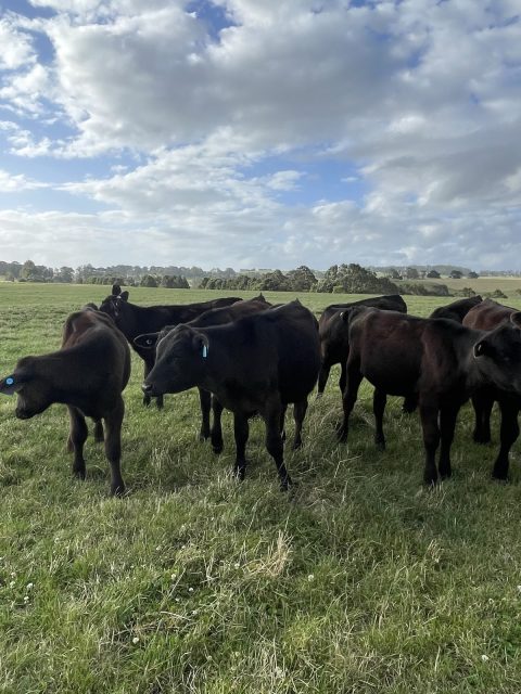 Angus x calfs / beef steers and heifers | Livestock | Gumtree Australia ...