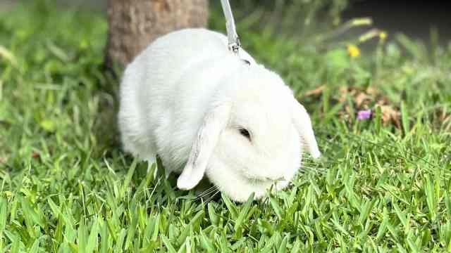 Free Mini Lop Rabbit and Cage | Rabbits | Gumtree Australia ...