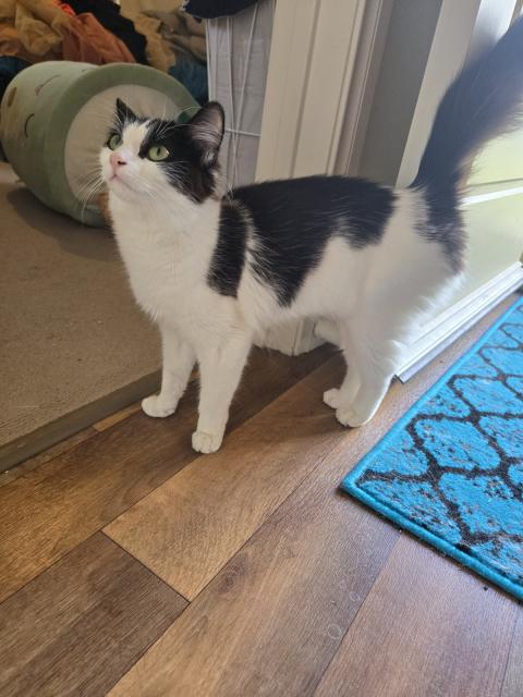 Beautiful Girl needs rehoming | Cats & Kittens | Gumtree Australia ...