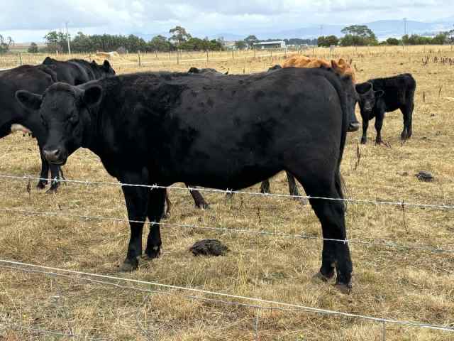 Cows and Calves Angus x | Livestock | Gumtree Australia Sorell Area ...