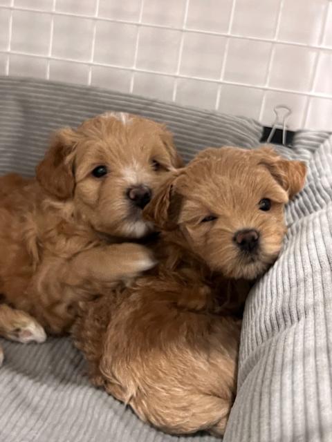 🐾 Super Cute Toy Moodle puppy boy and girl, 7 weeks old | Dogs ...