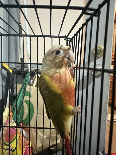 Pineapple Conures and blue conures | Birds | Gumtree Australia Penrith ...