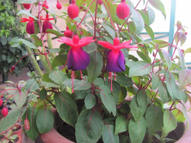 Colourful Cuttings! | Plants | Gumtree Australia Kwinana Area ...