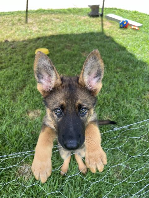 German Shepard puppy | Dogs & Puppies | Gumtree Australia Brisbane ...