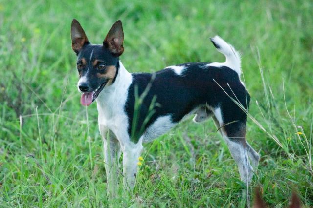 Bentley The Cuddle Bug | Dogs & Puppies | Gumtree Australia Ipswich ...