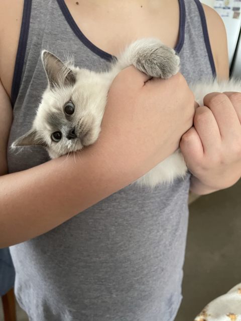 Perfect Gift 💝 PURE BluePoint Ragdoll | Cats & Kittens | Gumtree ...