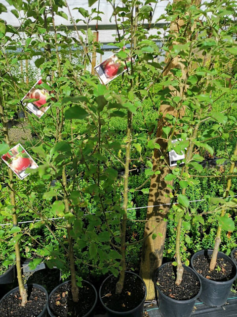 Apple tree | Plants | Gumtree Australia Whittlesea Area - Epping ...
