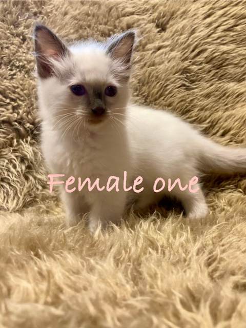 Chocolate Point Ragdoll Cross Kittens | Cats & Kittens | Gumtree ...