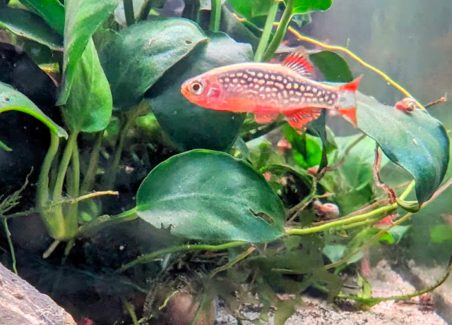 Celestial Pearl Danios (CPD) | Fish | Gumtree Australia The Hills ...