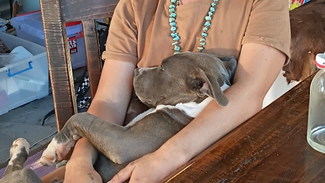 Most beautiful hearted American Staffy x Eniglish Staffy For Sale ...