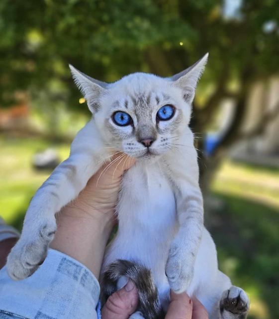 Snow Toyger kittens - purebred | Cats & Kittens | Gumtree Australia ...