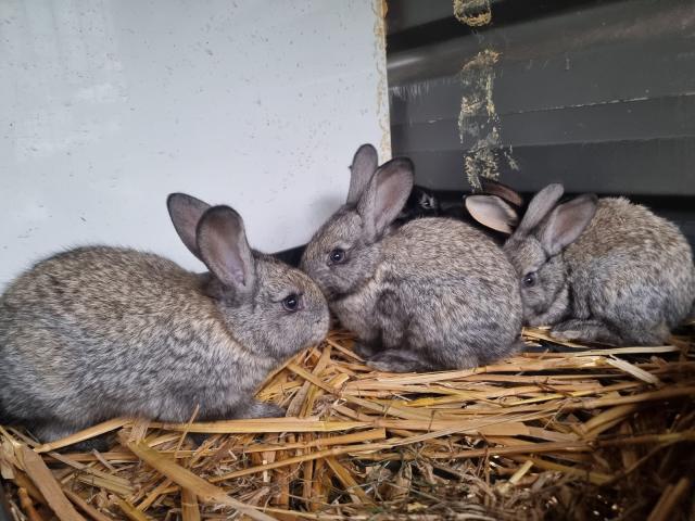 New Zealand Rabbits | Rabbits | Gumtree Australia Wollongong Area ...