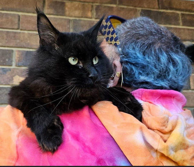 MAINE COON ADULT POLYDACTYL & STANDARD PEDIGREED PAPERS AVAILABLE ...