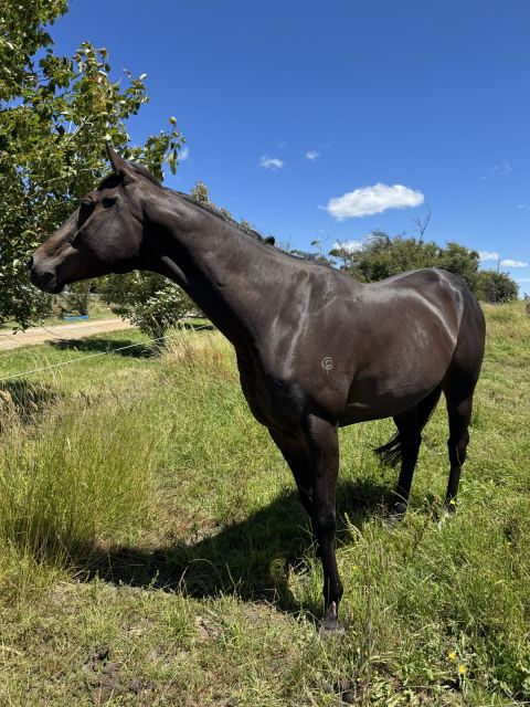 16.1hh 5yo OTT Gelding | Horses & Ponies | Gumtree Australia Devonport ...