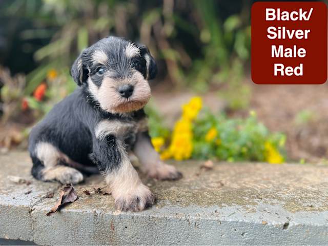 Purebred Miniature Schnauzers (3Males) | Dogs & Puppies | Gumtree ...