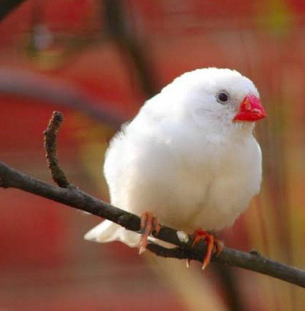 Zebra finches | Birds | Gumtree Australia Macedon Ranges - Romsey ...