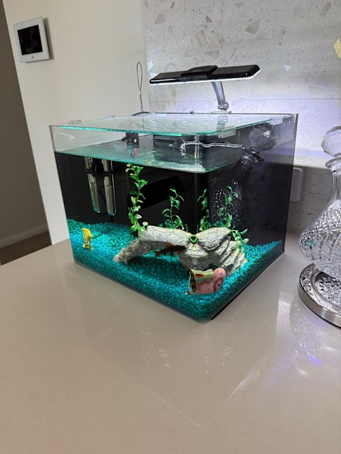 Fish Tank for Sale - Complete Setup with Tropical Fish! | Fish ...