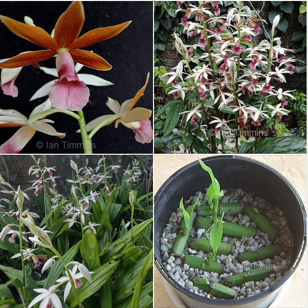 LAST CHANCE - ENDANGERED NATIVE PHAIUS SWAMP ORCHIDS - Plants in ...