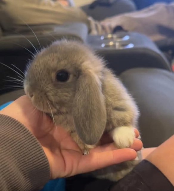 Rabbits mini lops. 8weeks old | Rabbits | Gumtree Australia Burnie Area ...